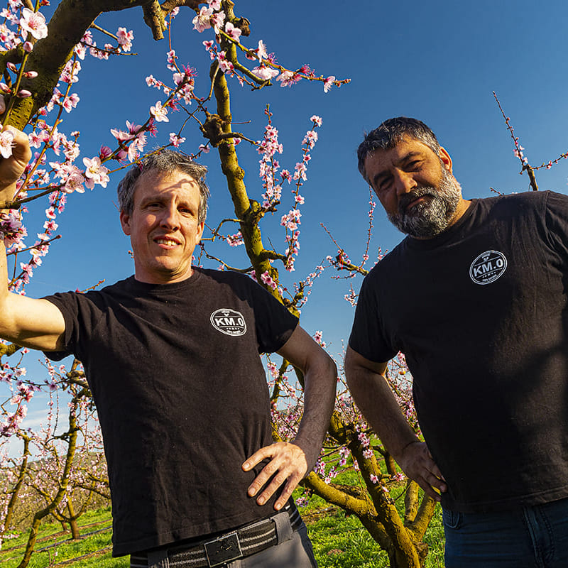 Cebolla morada: beneficios, historia y recetas irresistibles - Km0